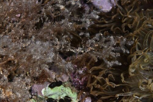 Spaghetti bryozoan (Amathia verticillata) · MINKA