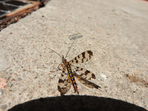 Scorpionflies (Order Mecoptera) · MINKA