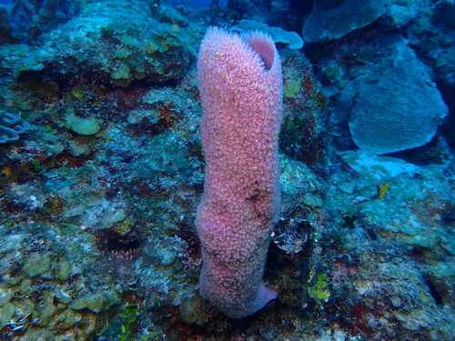 Pink Vase Sponge (Niphates digitalis) · MINKA