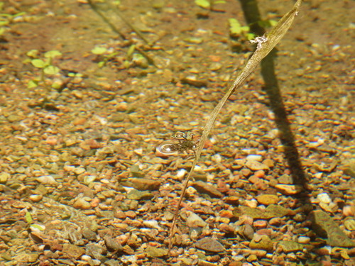 Capra's Water Cricket (Genus Velia) · MINKA