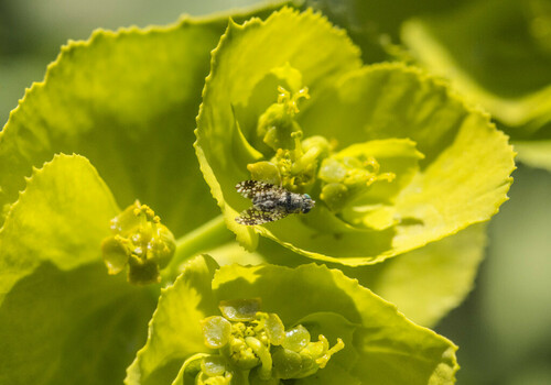 Picture-Winged Flies (Family Ulidiidae) · MINKA