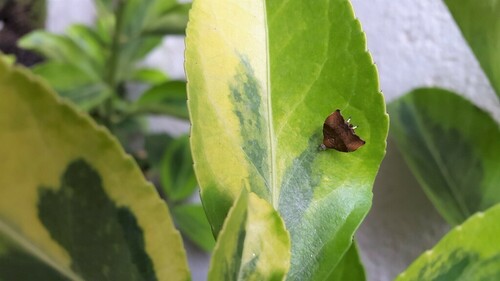 fig-tree skeletonizer moth (Choreutis nemorana) · MINKA