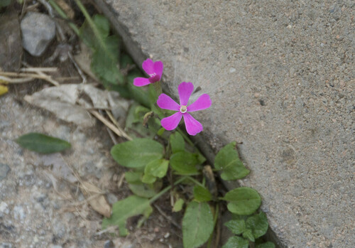 drooping catchfly (Silene pendula) · MINKA