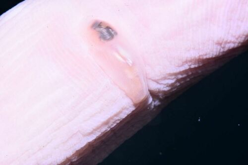 Genus Philine · MINKA