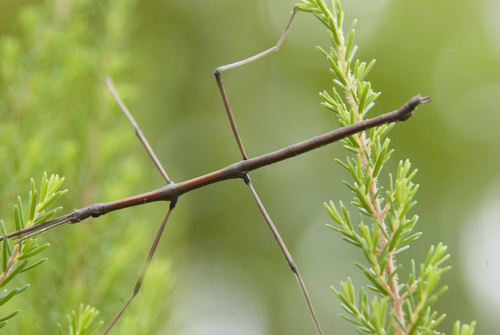 Mediterranean stick insect (Bacillus rossius) · MINKA