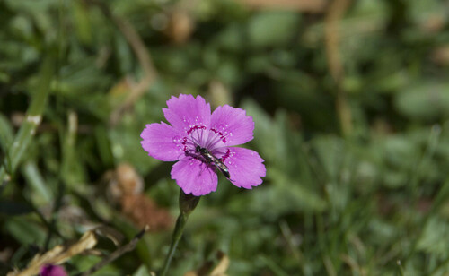 carnations (Genus Dianthus) · MINKA