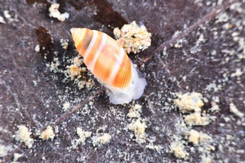 Beerbarrel Shell (Acteon tornatilis) · MINKA