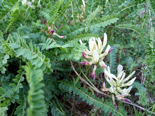 milkvetches (Genus Astragalus) · MINKA