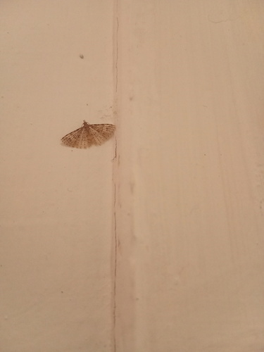 Superfamily Alucitoidea · MINKA