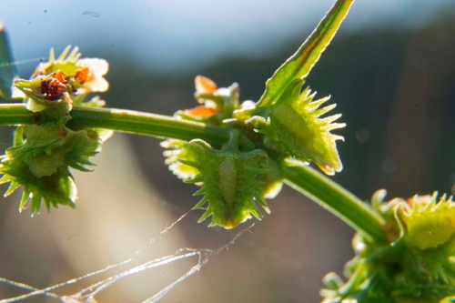 Fiddle Dock (Rumex pulcher) · MINKA