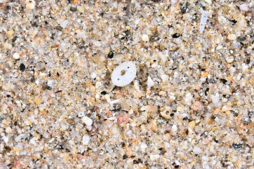 Pea Urchin (Echinocyamus pusillus) · MINKA