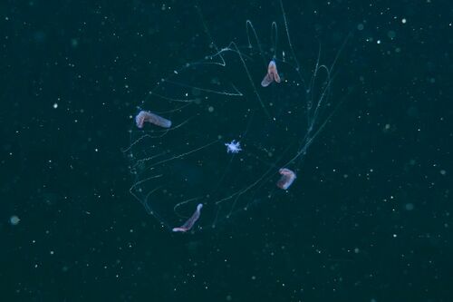 Mitrocoma annae · MINKA