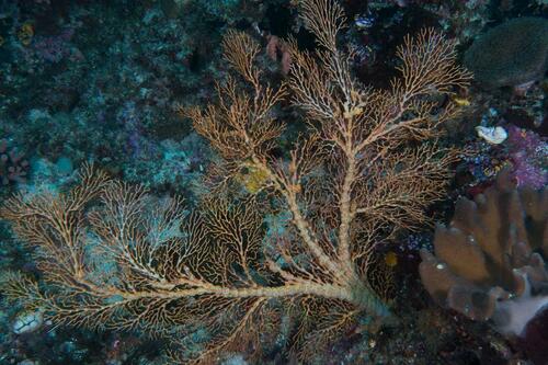 Nodular gorgonians (Genus Melithaea) · MINKA