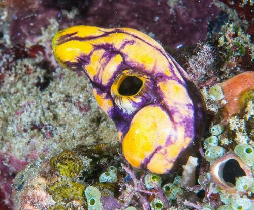 Genus Polycarpa · MINKA