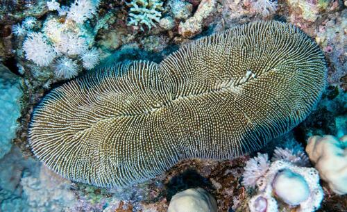 Plate Corals (Family Fungiidae) · MINKA