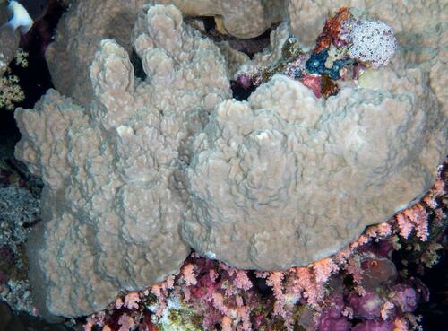 Pore Corals (Genus Porites) · MINKA