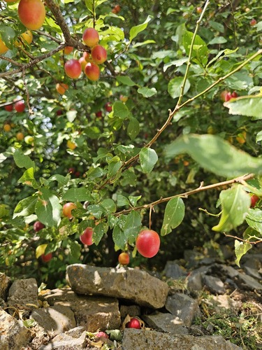 Briançon Apricot (Prunus brigantina) · MINKA
