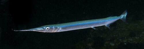 Garfish (Belone belone) · MINKA