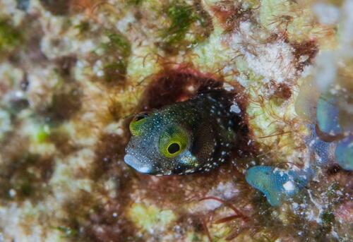 Pike-Blennies, Tube-Blennies, and Flagblennies (Family Chaenopsidae ...