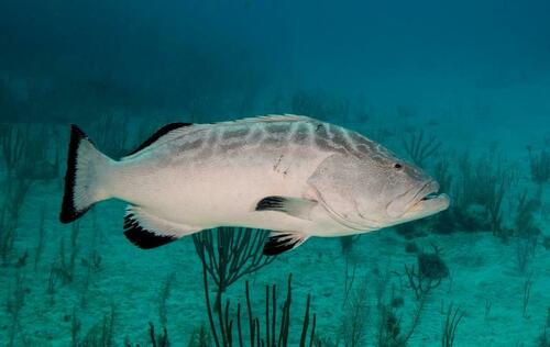 Marbled rockfish (Mycteroperca bonaci) · MINKA