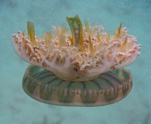 Upsidedown Jellies (Genus Cassiopea) · MINKA