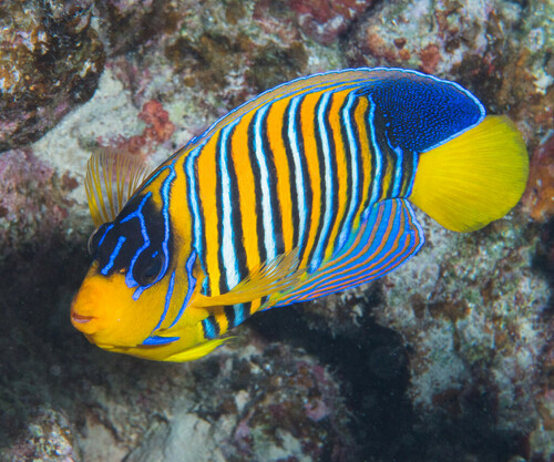 Regal Angelfish (Pygoplites diacanthus) · MINKA