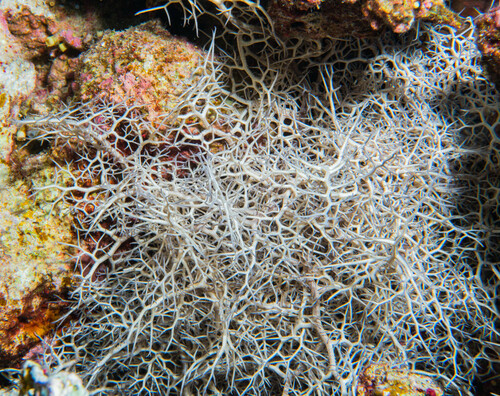 Naked Basket Star (Astroboa nuda) · MINKA