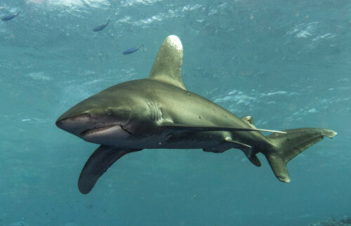 White-tipped Whaler (Carcharhinus longimanus) · MINKA