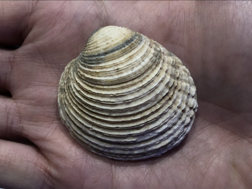 Warty Venus Clam (Venus verrucosa) · MINKA