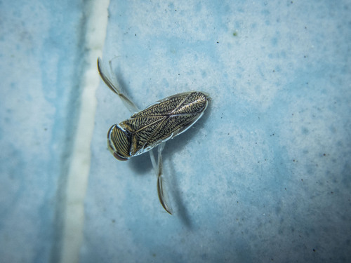 Sigara lateralis · MINKA