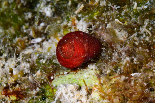 Clanculus corallinus · MINKA