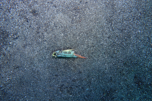 Swimming Crabs (Family Portunidae) · MINKA