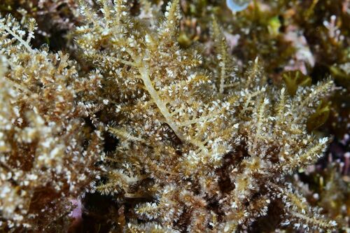 Pink Bush Alga (Wrangelia penicillata) · MINKA