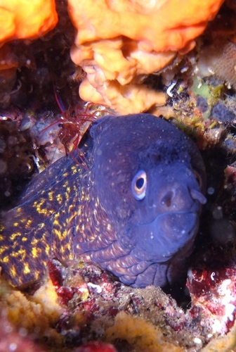 Superfamily Alpheoidea · MINKA