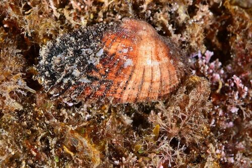 Barbatia barbata · MINKA