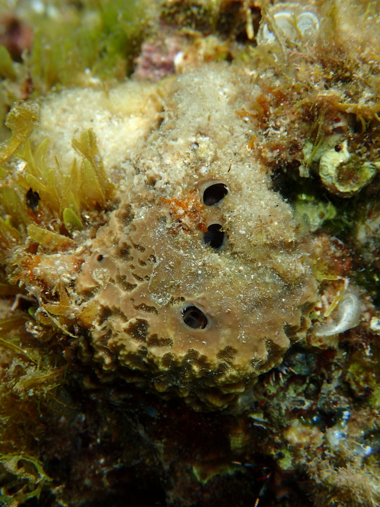 Stinker Sponge from Carrer Costa d'en Josep Macià, 21-39, 17310 Lloret ...