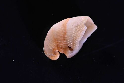 Cap Snails (Family Capulidae) · MINKA