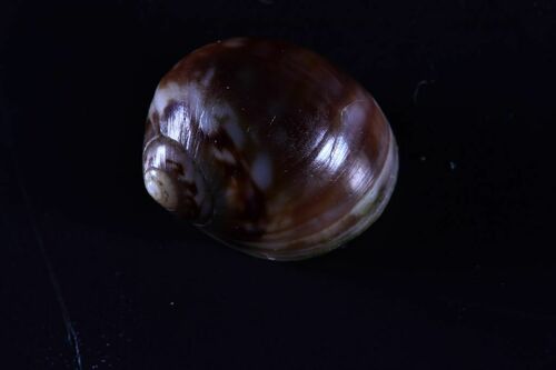 Tectonatica prietoi · MINKA