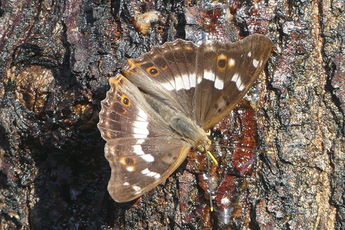 Purple Emperors (Genus Apatura) · MINKA