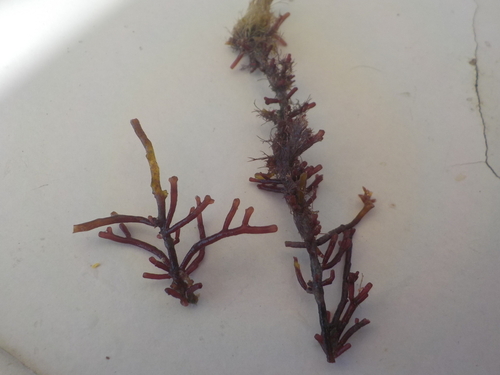 Halopithys incurva · MINKA