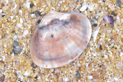 Genus Callista · MINKA