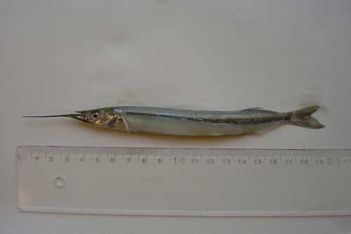 African Halfbeak (Hyporhamphus picarti) · MINKA